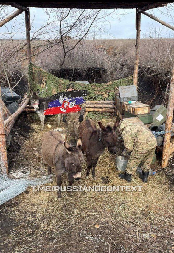 Kremlin forced to respond as reports reveal Russia using donkeys ...